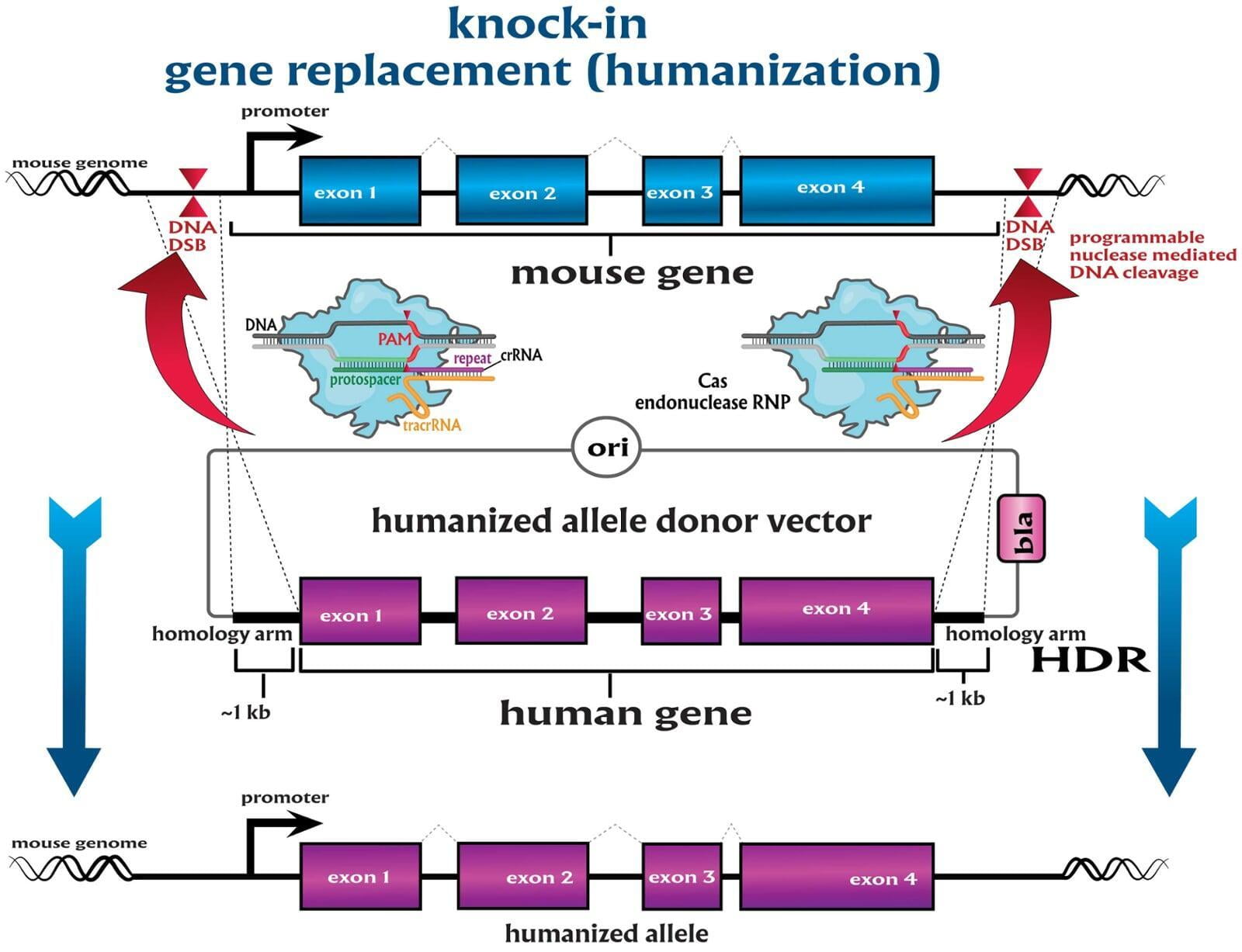 NovoHelix — genome engineering technology